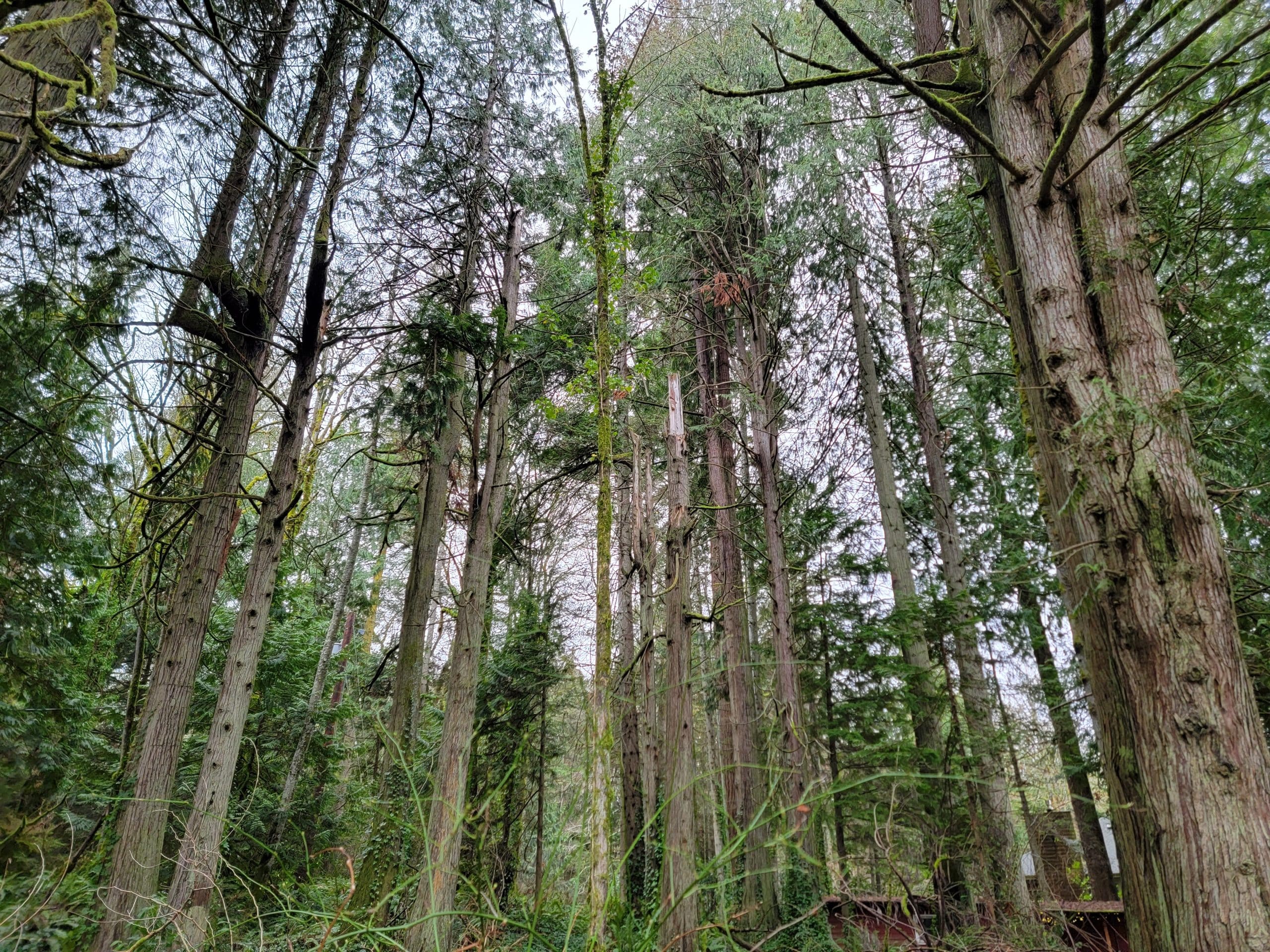 Tree Risk Assessment