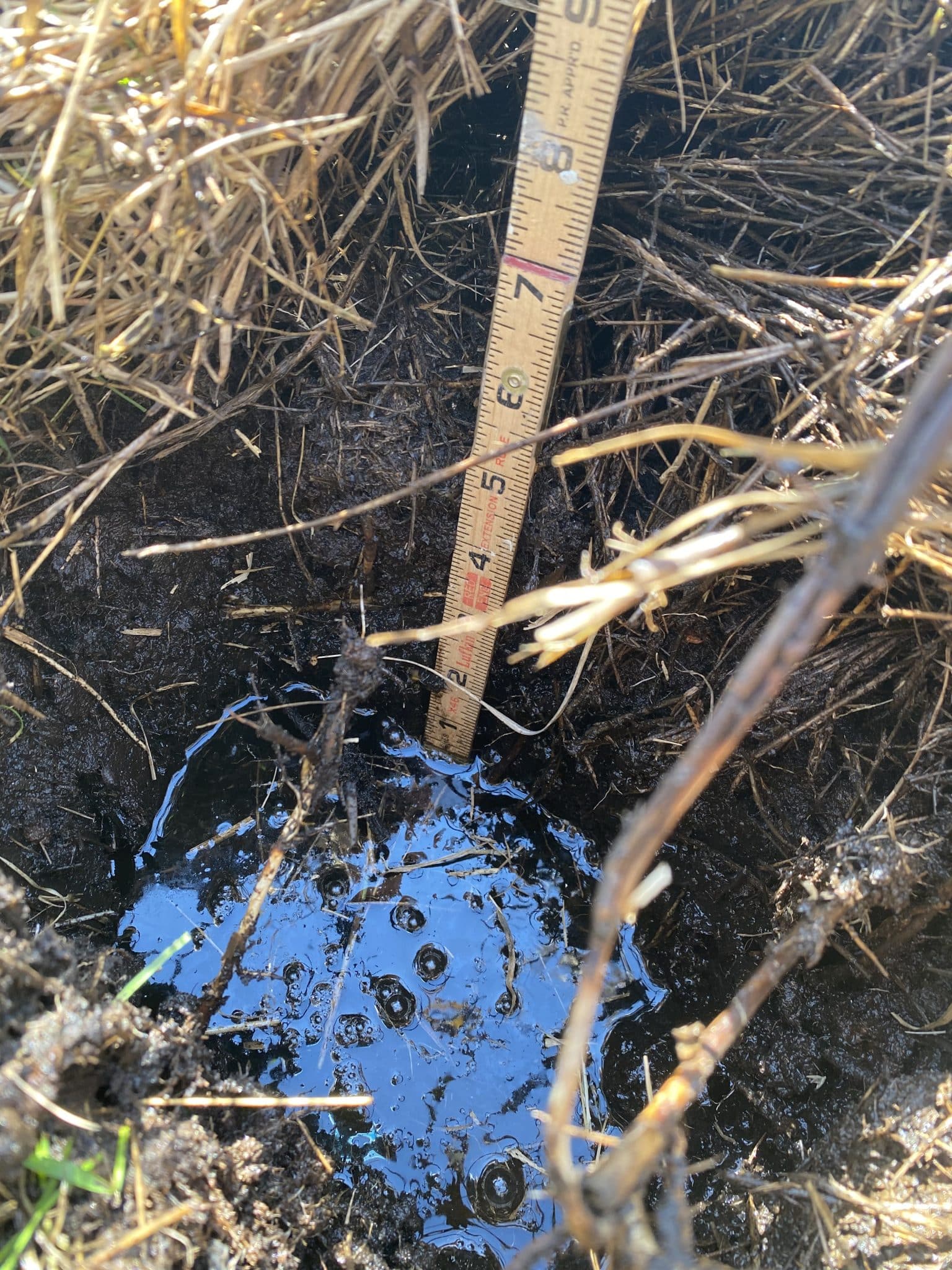 Wetland Ratings in Western Washington